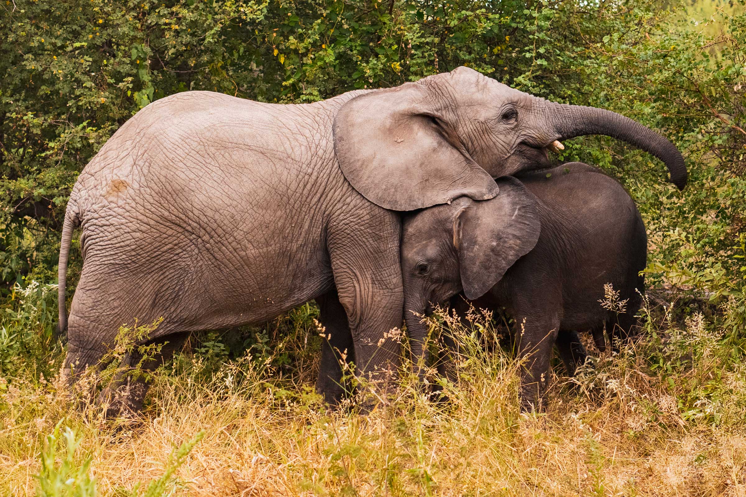 Elephant Havens Wildlife Foundation | Protect and Preserve