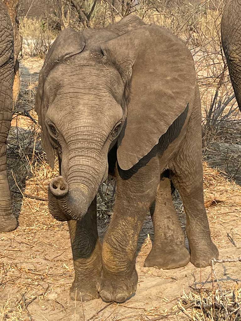 Makoba - Elephant Havens Wildlife Foundation