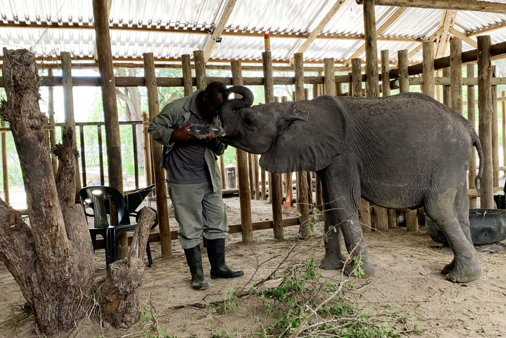 How do elephants know? - Elephant Havens Wildlife Foundation